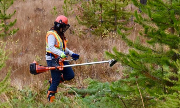 Woodland Trainers Association – Forestry Training Courses