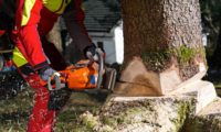 Chainsaw Safety Awareness Level 1 – Woodland Trainers Association