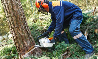 Dangerous Tree Falling Guide – Woodland Trainers Association