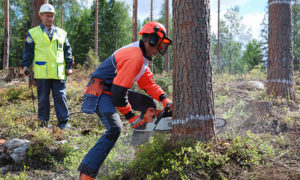 Woodland Trainers Association – Forestry Training Courses