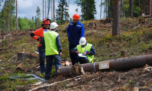 Woodland Trainers Association – Forestry Training Courses
